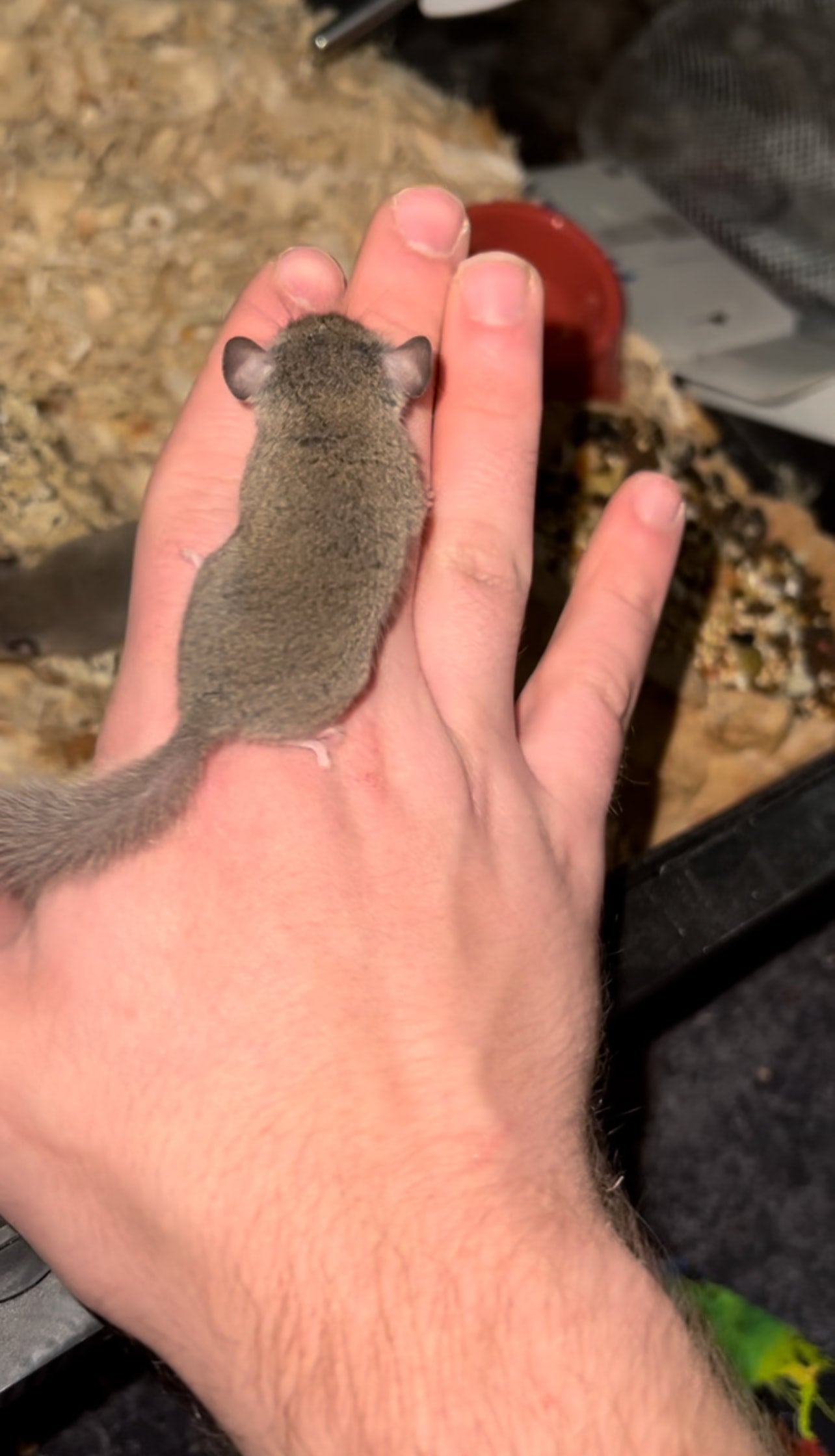 SavageBestiary™: Micro Squirrels (AKA African Pygmy Dormice ...