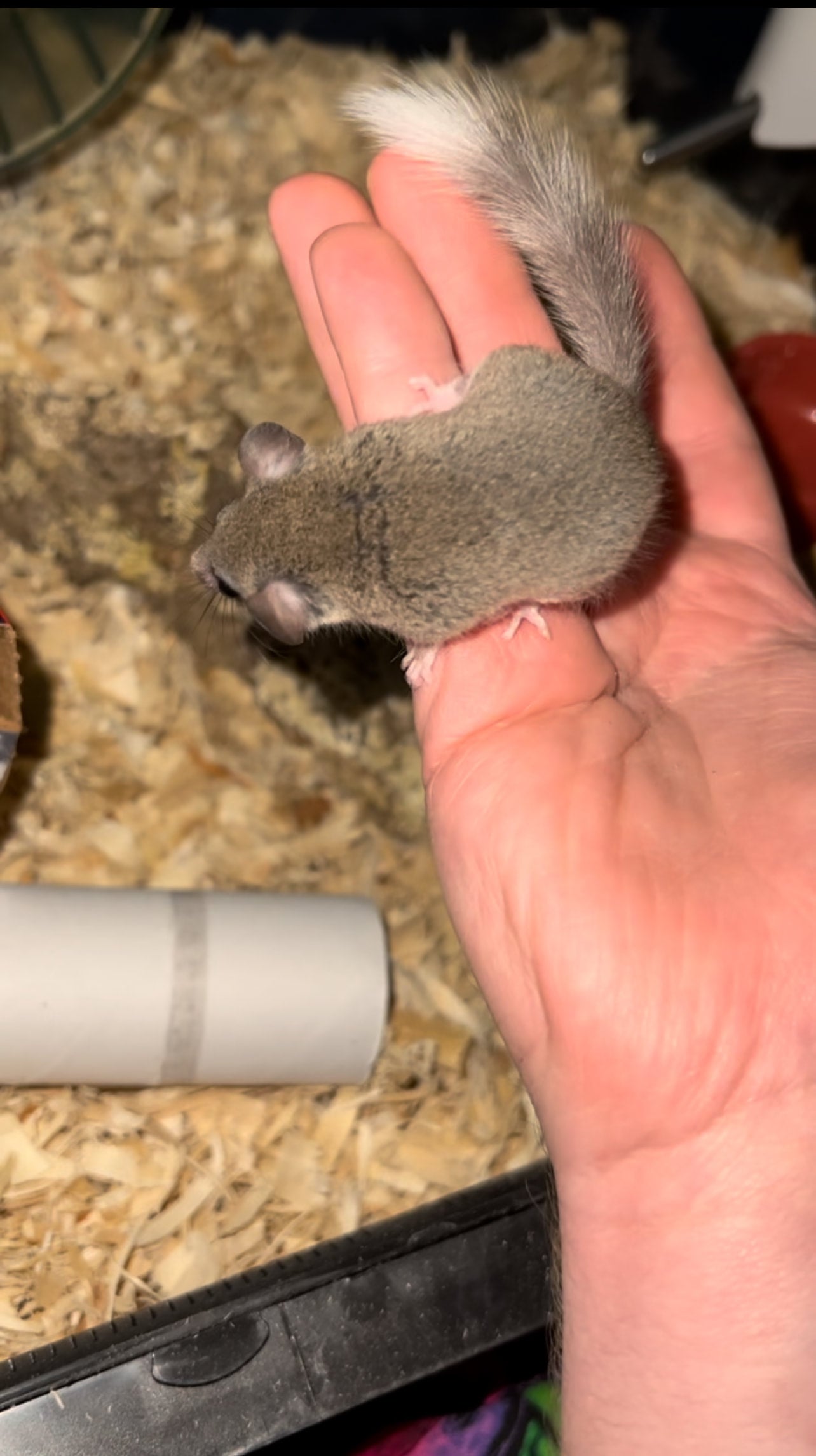 SavageBestiary™: Micro Squirrels (AKA African Pygmy Dormice ...