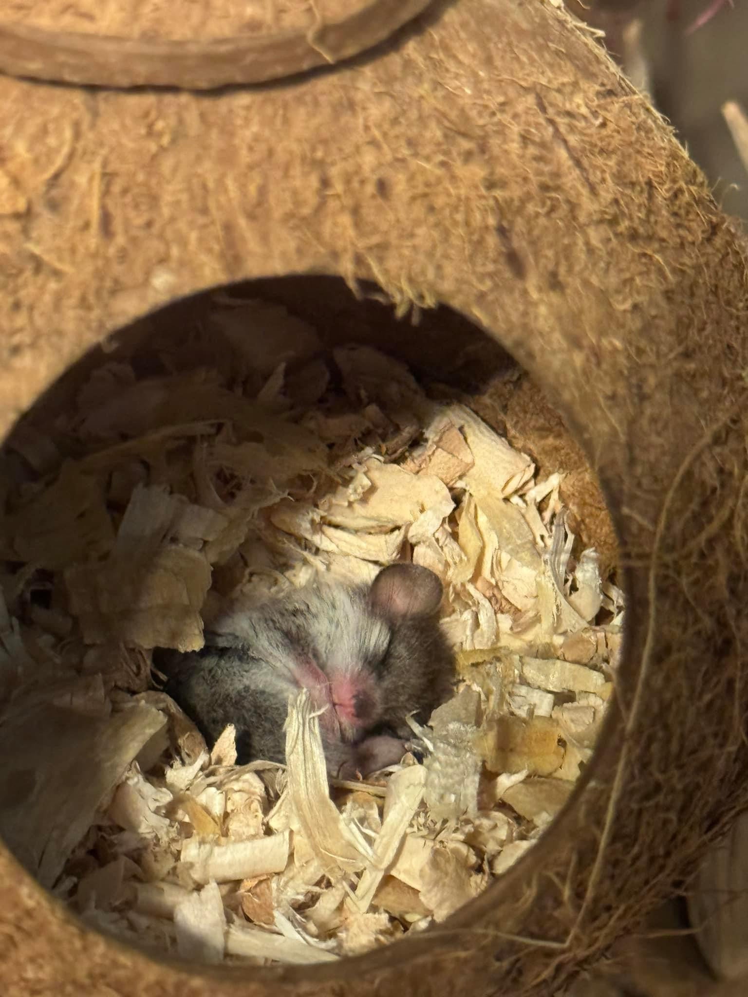 SavageBestiary™: Micro Squirrels (AKA African Pygmy Dormice ...