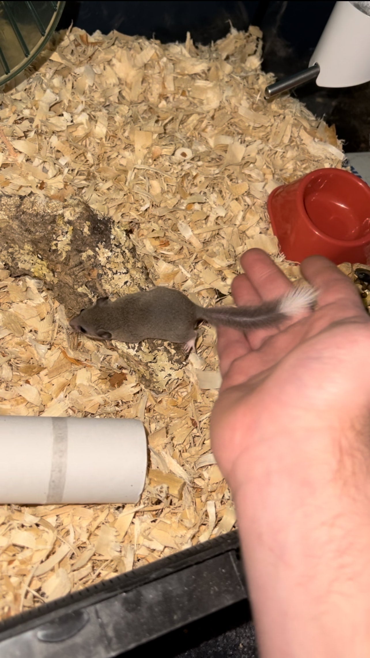 SavageBestiary™: Micro Squirrels (AKA African Pygmy Dormice ...