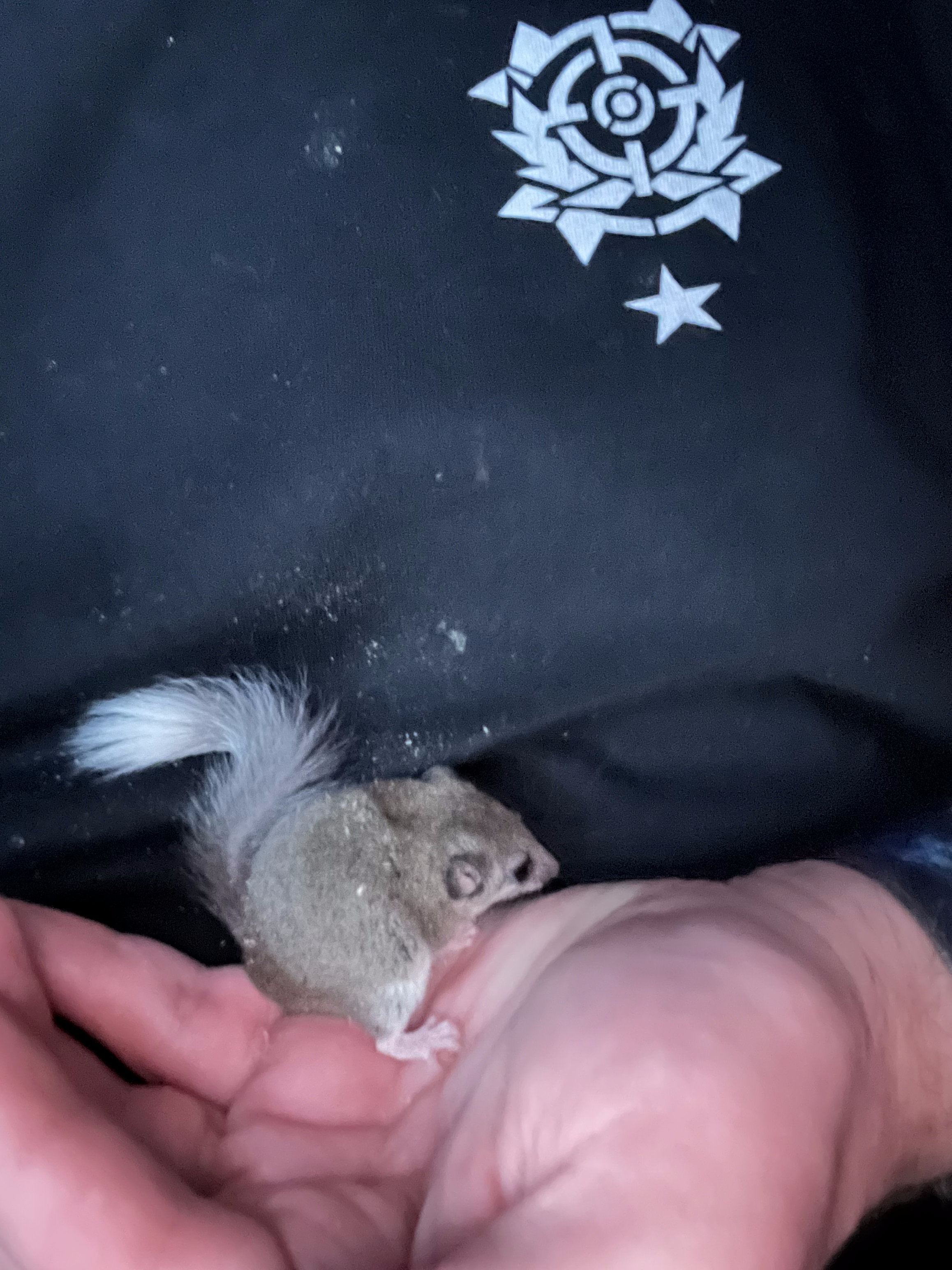 smallest squirrel size