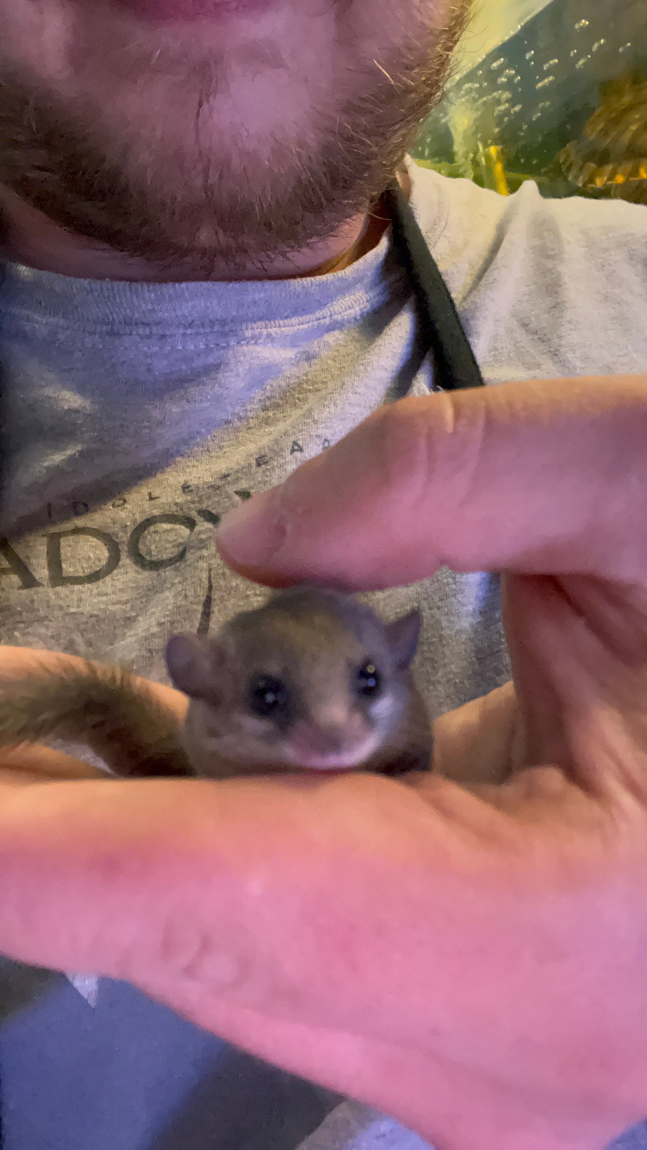 smallest squirrel