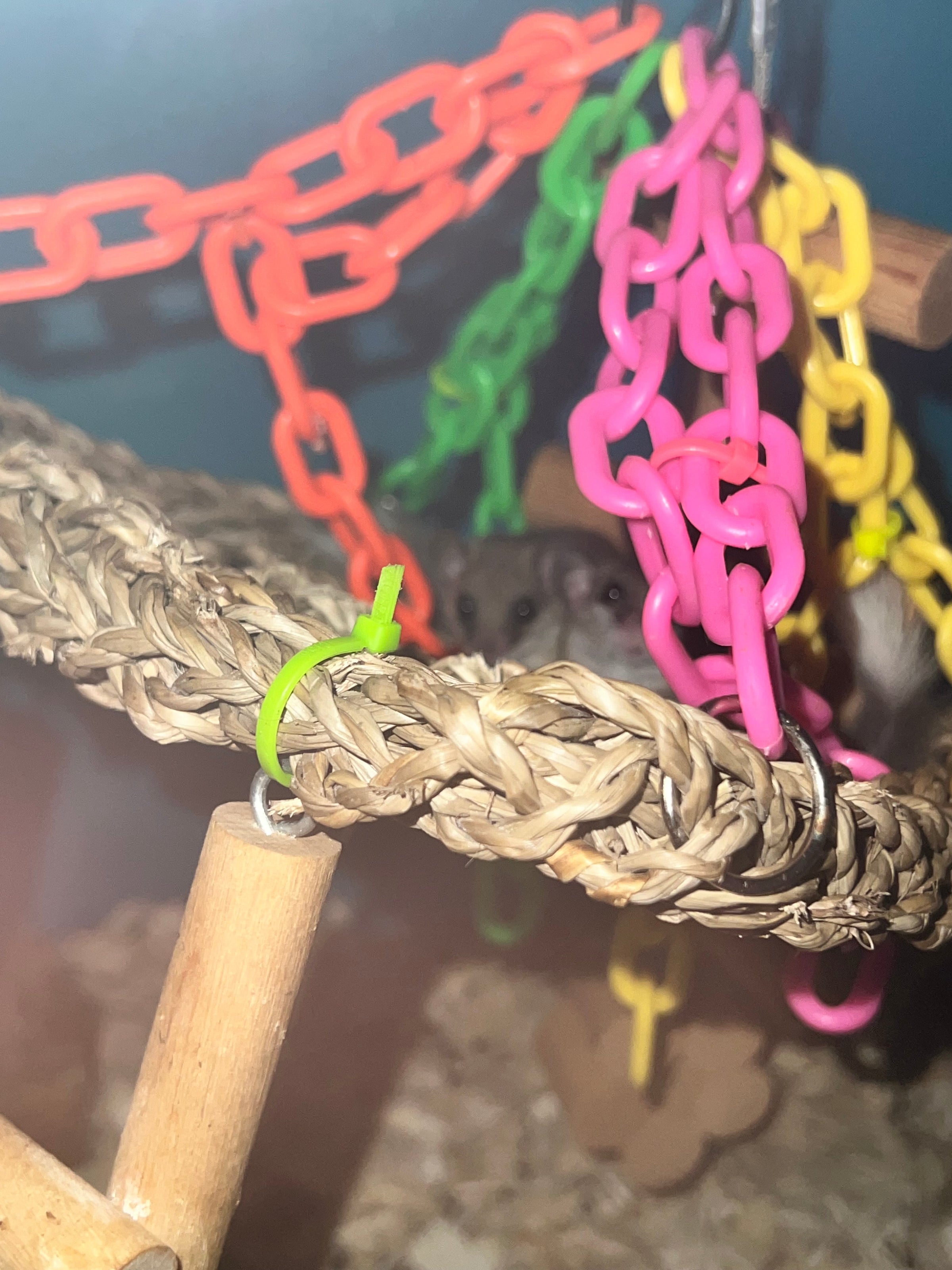 SavageBestiary™: Micro Squirrels (AKA African Pygmy Dormice ...